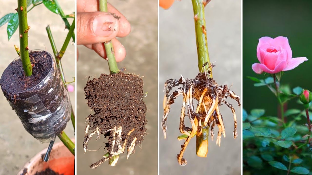 Rose Plant Propagate By Air Layering Grow Rose Flower From Air