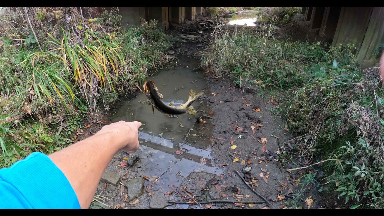 Saving Trapped Fish From A Tiny Puddle Youtube
