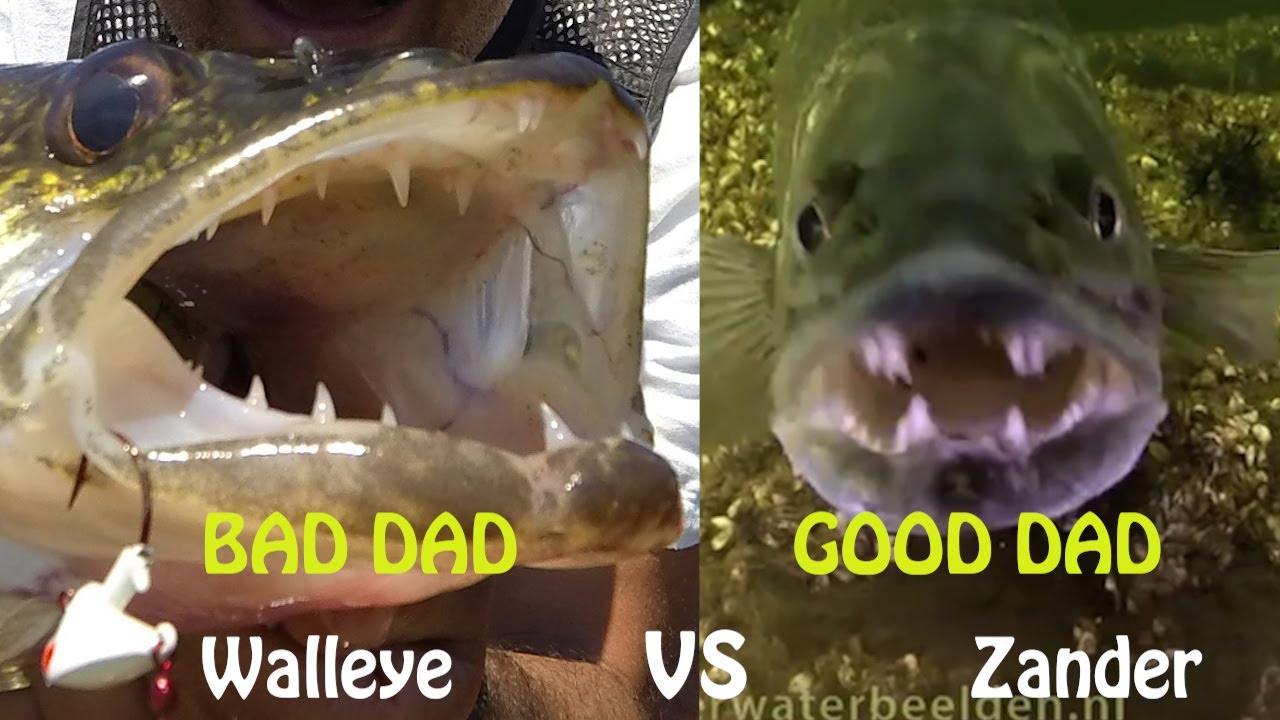 Who S The Deadbeat Dad Walleye Vs Zander Youtube