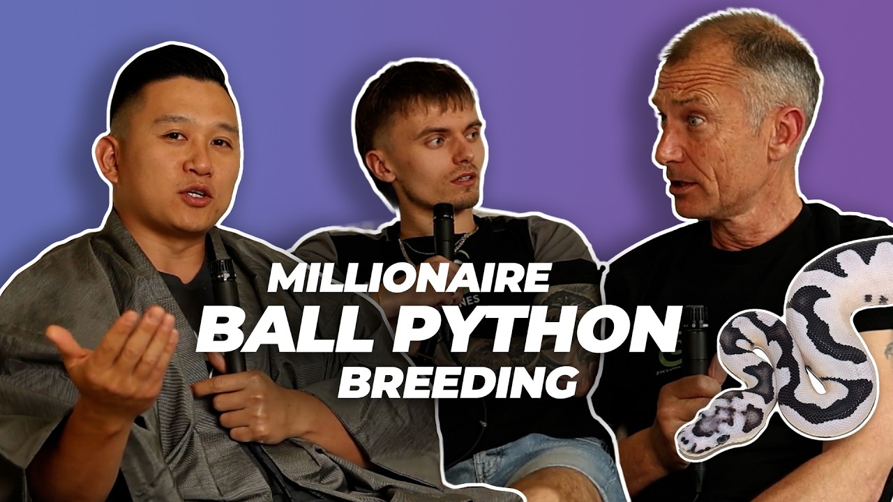 Entering The Ball Python Hobby At The Top Tier Ballpython Snake