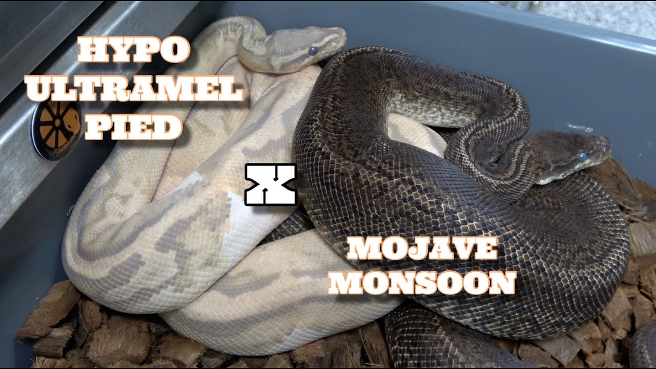 Crazy Ball Python Pairings For 2023 Youtube