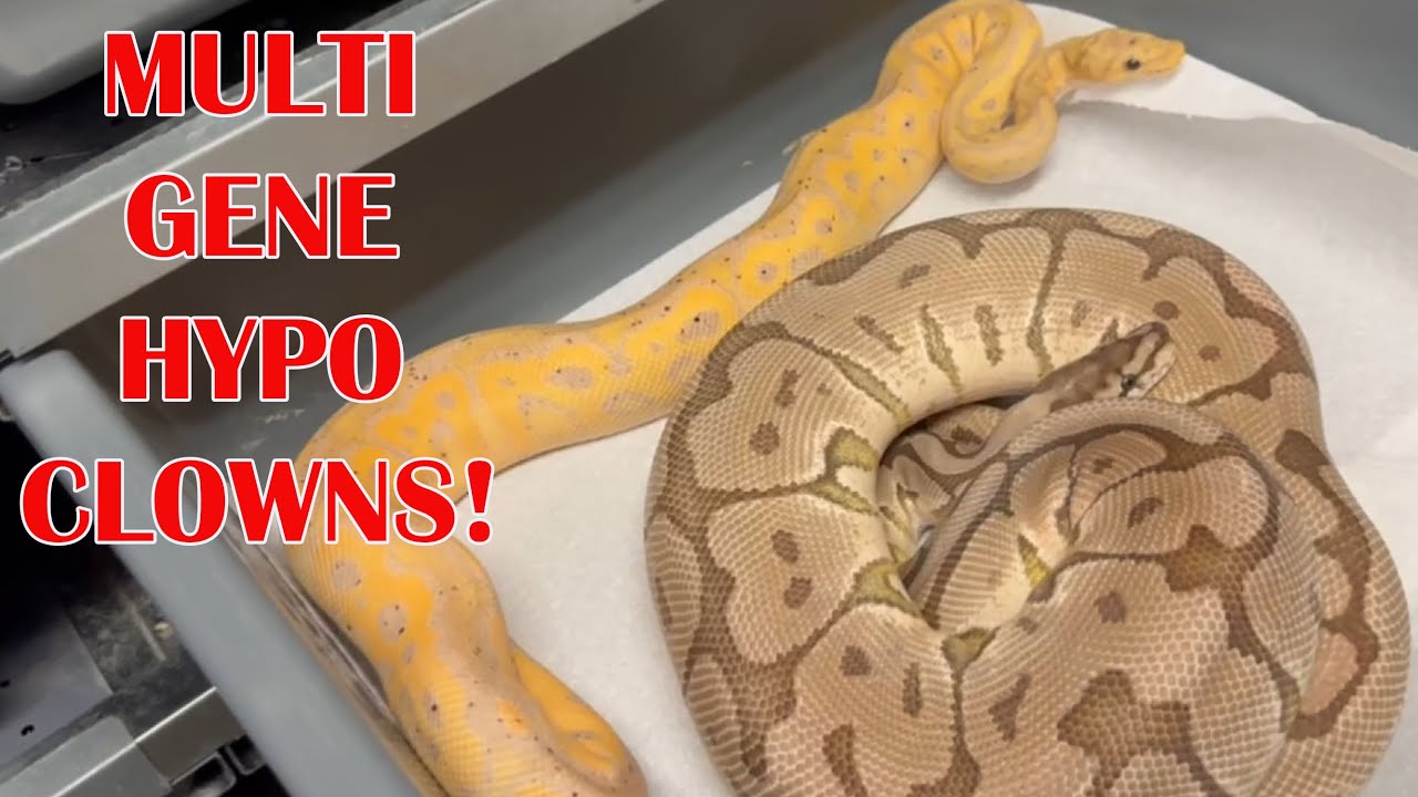 Crazy Hypo Clowns Ball Python Pairings For 2023 Part 1 Youtube