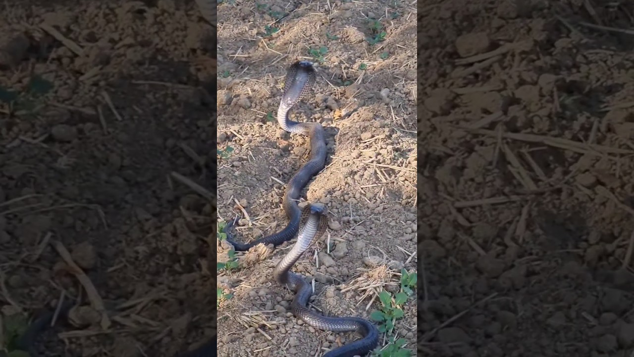 Snake Kingkobra Youtube