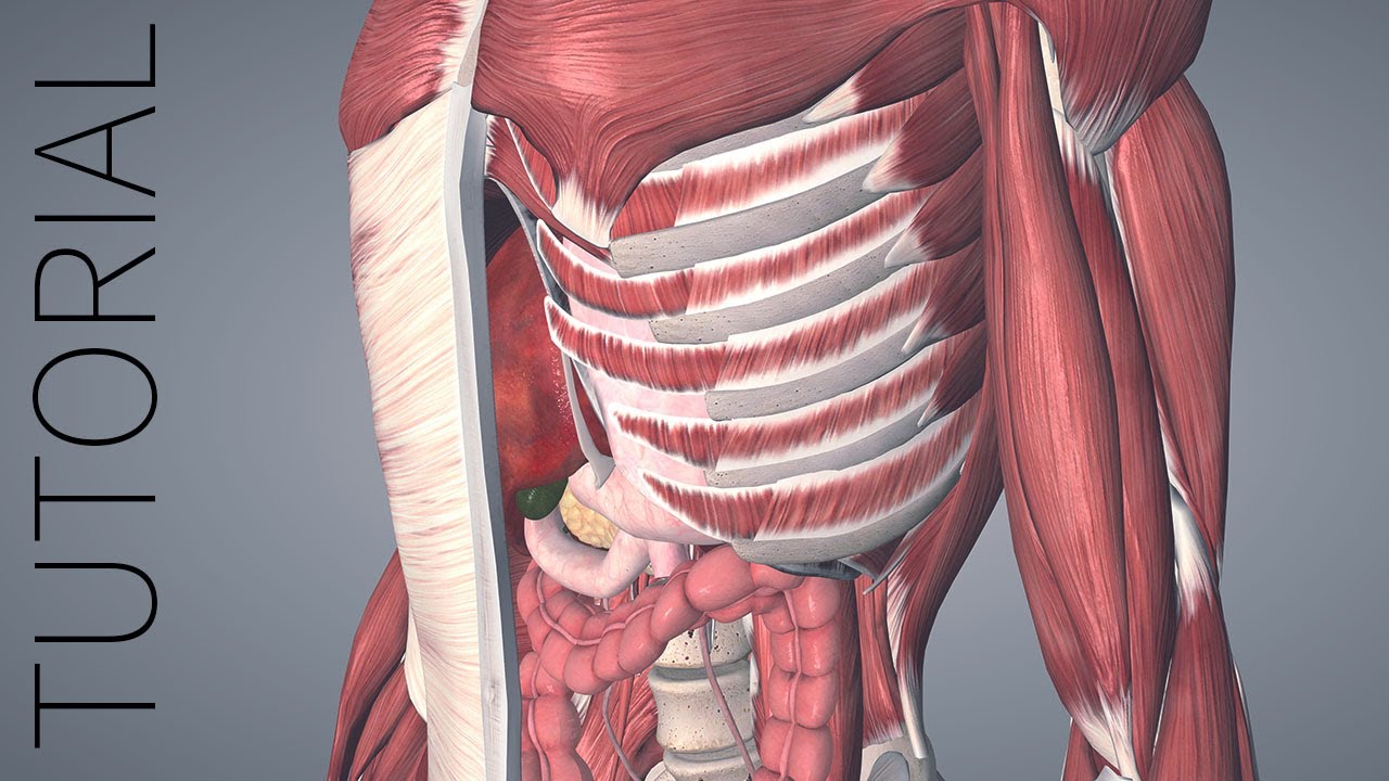 Multiple Selection Essential Anatomy 5 Tutorial Youtube