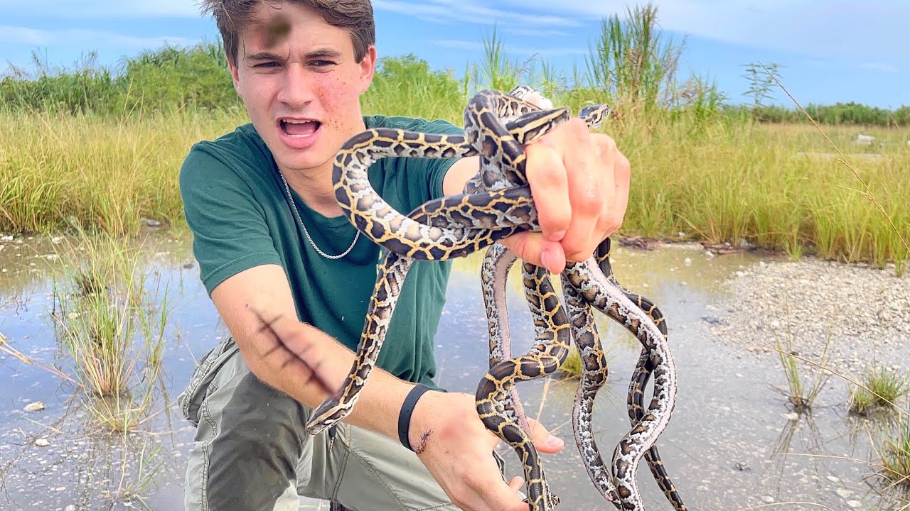 Wild Pythons Attack Me In Florida Youtube