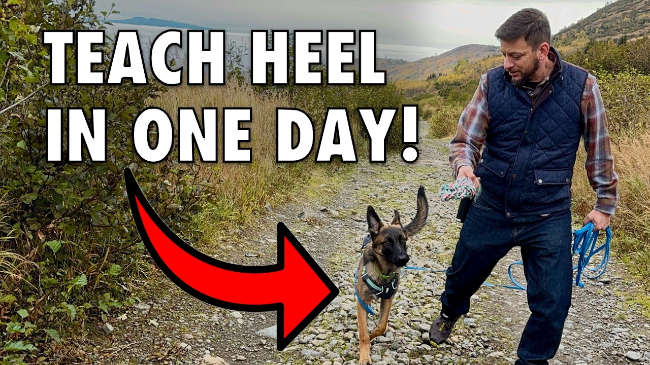 Train Your Dog To Heel In 1 Day No Leash Required Youtube