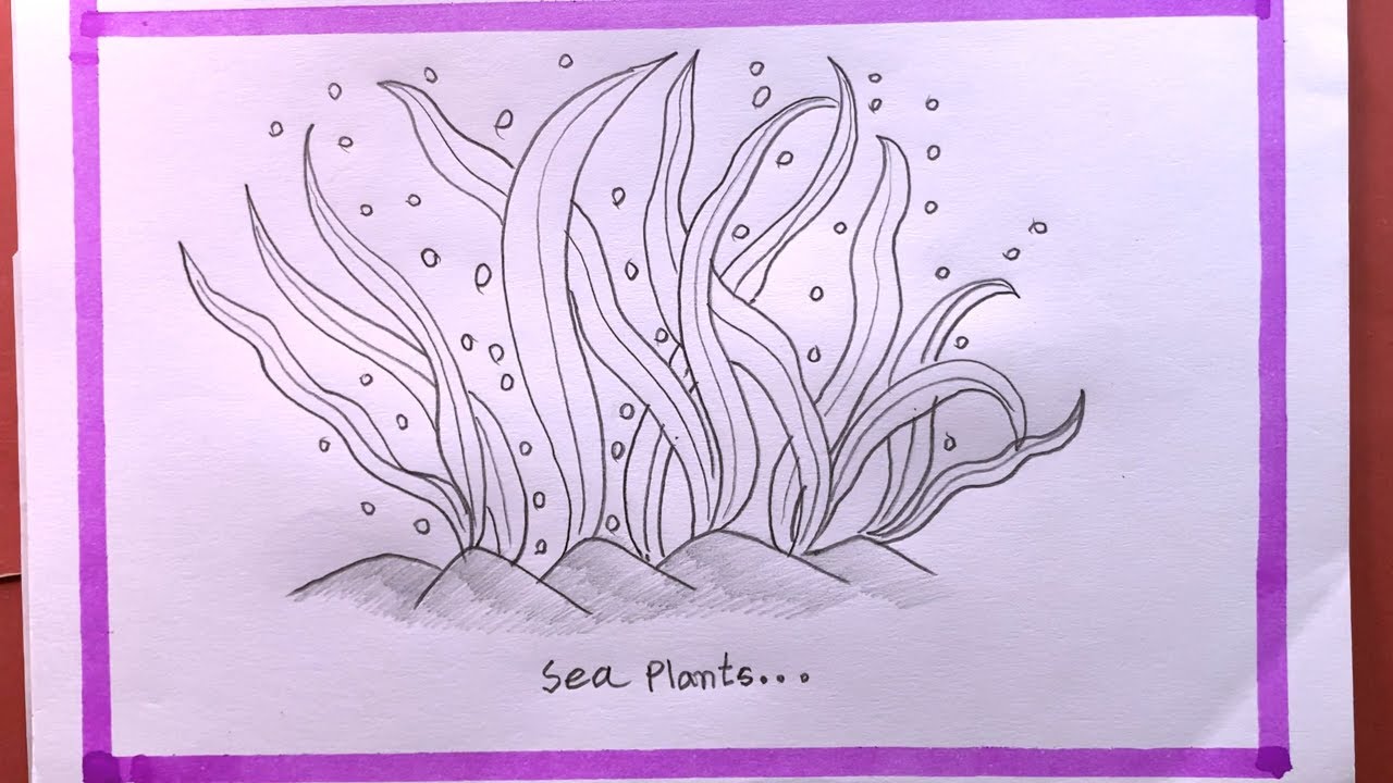 How To Draw Underwater Plants