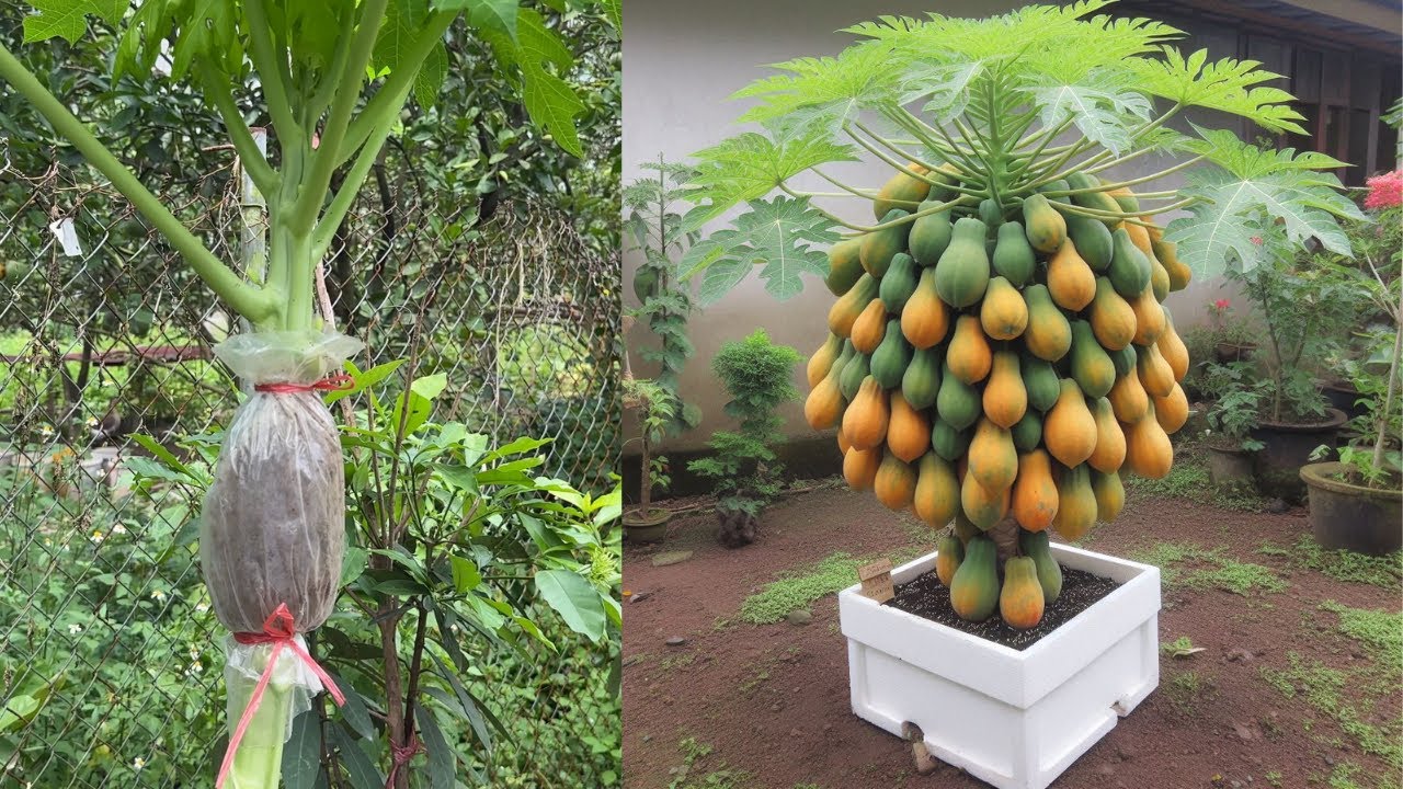 Great Method Grow Super Dwarf Papaya Trees Youtube