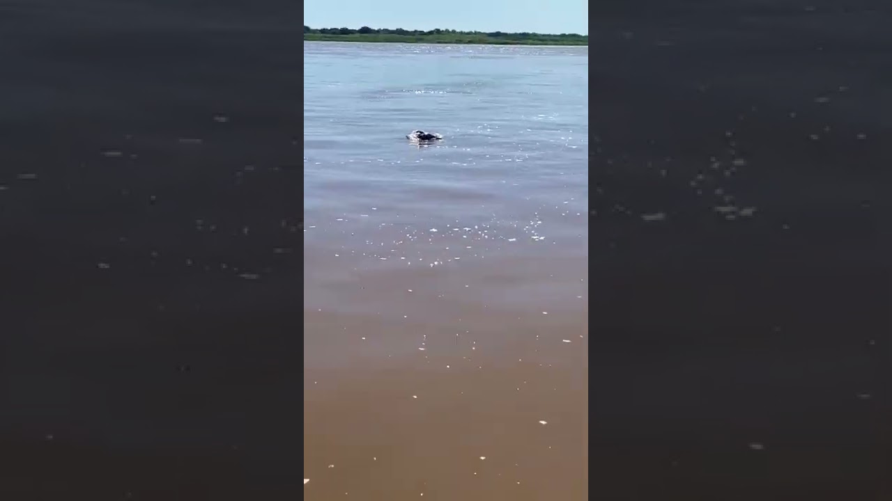 Filmaron Bultos De Marihuana Flotando En El Río Paraná Elonce