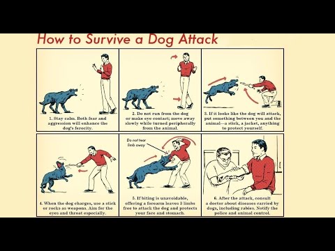 How To Survive A Dog Attack Youtube