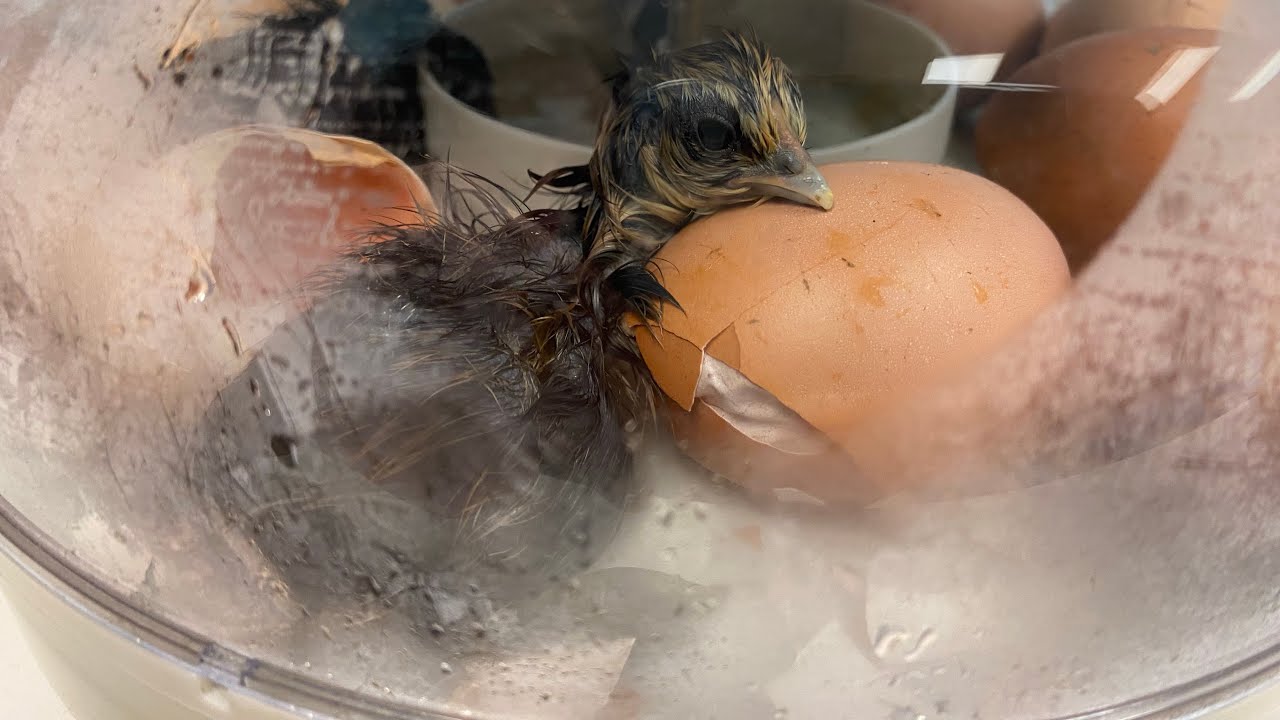 Long Hatching Video Youtube