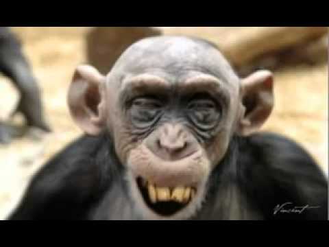 La Risa Del Chango Youtube