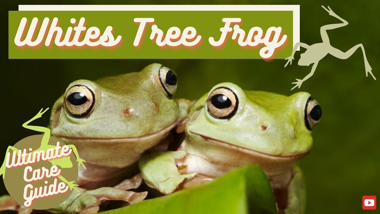 Whites Tree Frog Ultimate How To Care Guide 2020 Youtube
