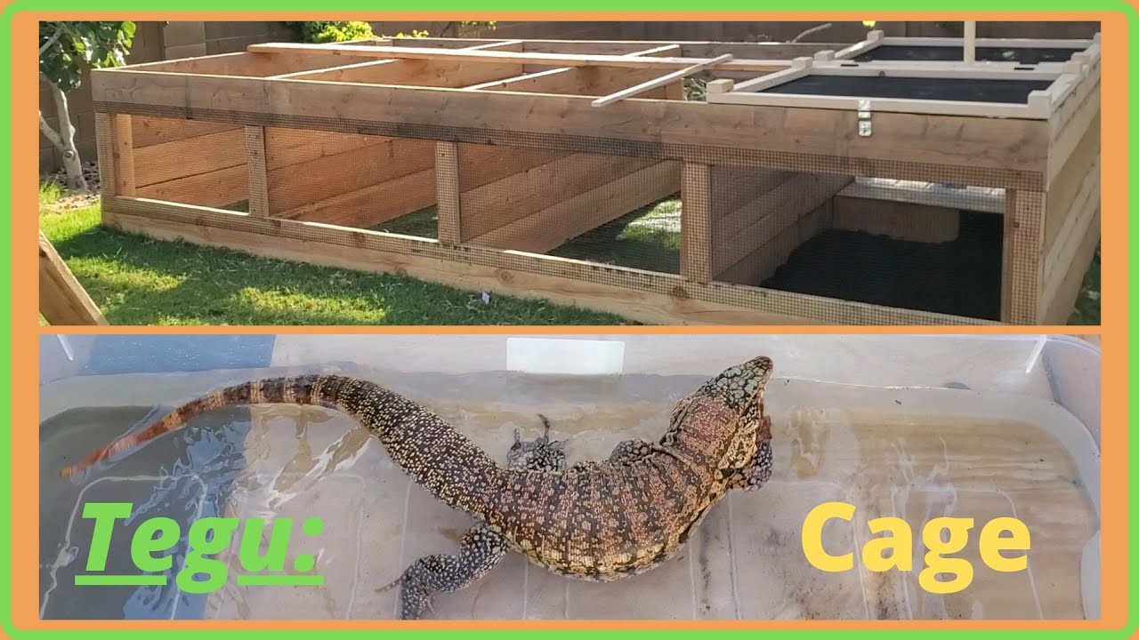 Tegu Cage Outdoor My New Tegu S New Cage 2020 Youtube