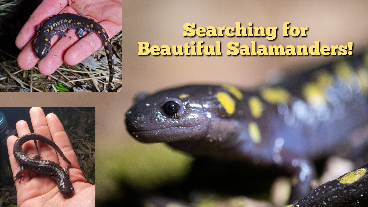 Searching For Spotted Salamanders In Vernal Pools First Herps Of The