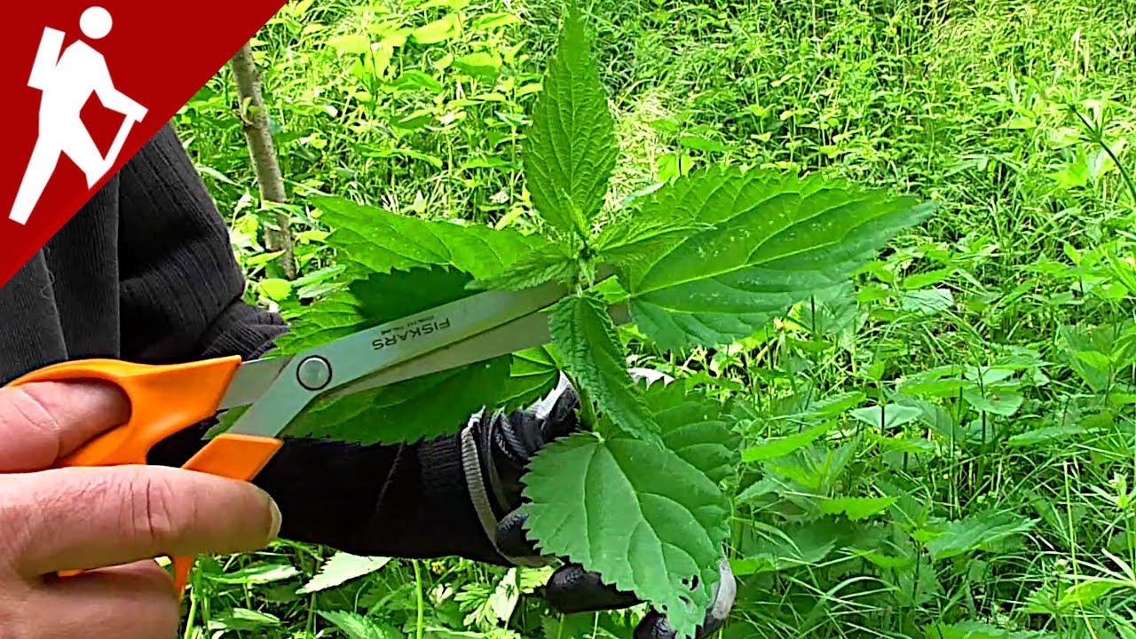Wild Stinging Nettles Harvest Edibles Nettles Urtica Dioica Youtube