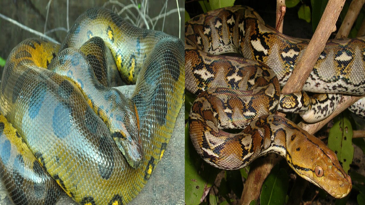 Boa Vs Python Difference Image Lasopaword
