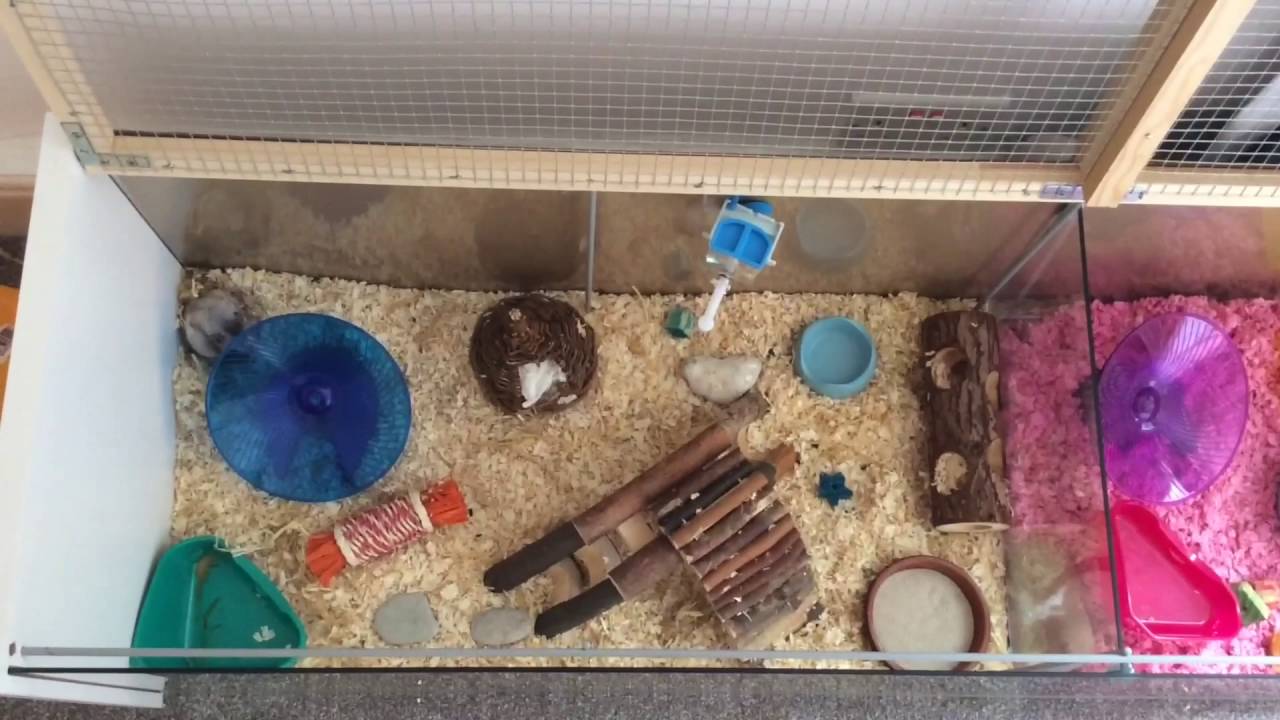 Humphreys Natural Cage Theme Squavers Hamsters Youtube