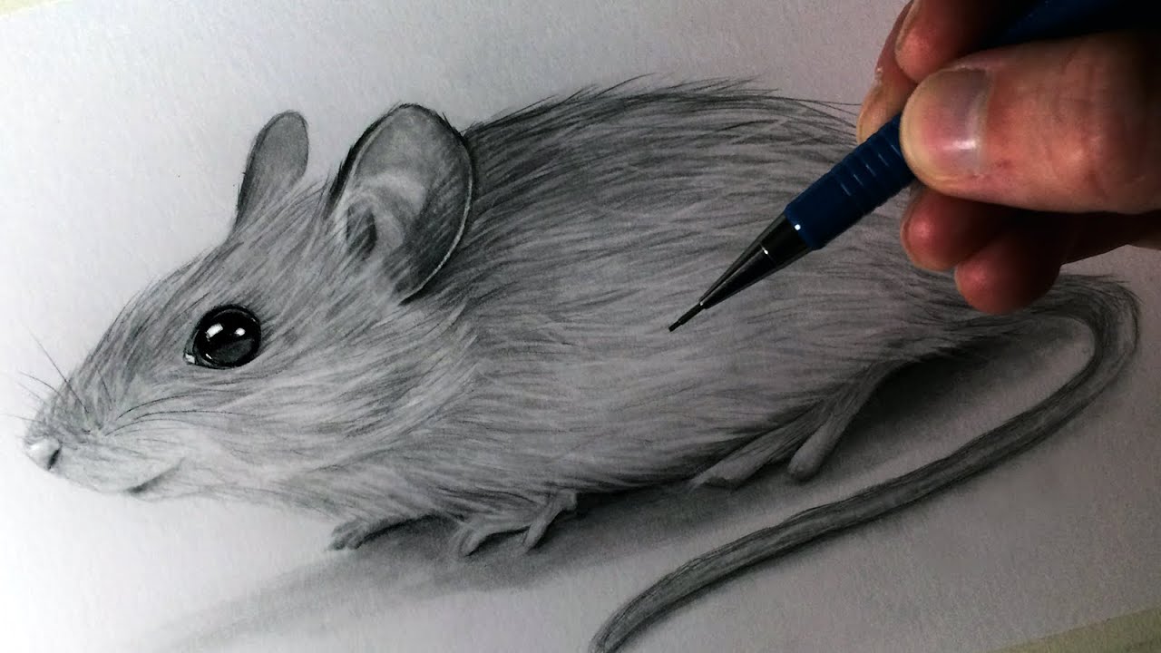 Realistic Mouse Drawing