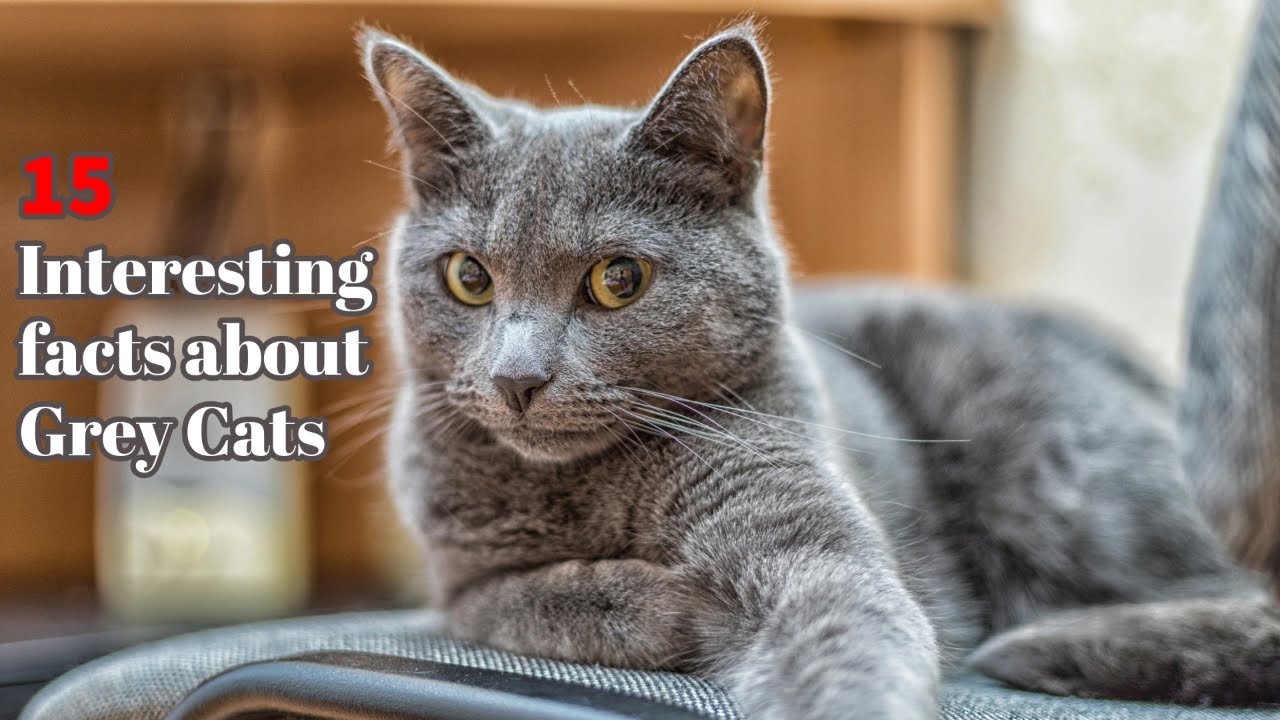 15 Interesting Facts About Grey Cats Youtube