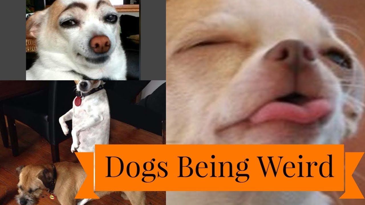 Dogs Being Weird Youtube