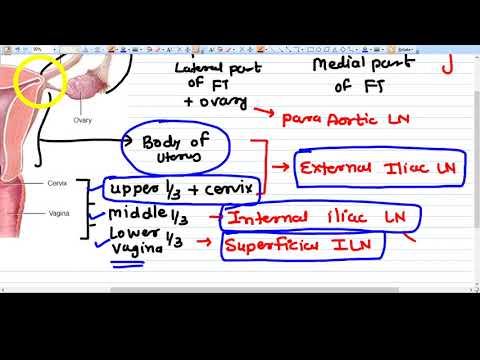 Lymphatic Drainage Of Uterus Vagina Ovary Tubes Youtube