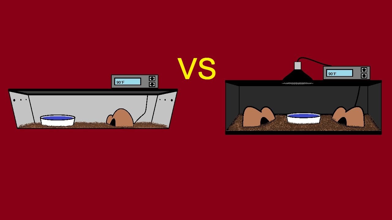 Basic Ball Python Setup Youtube