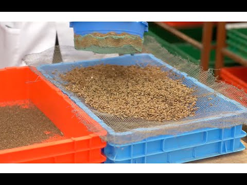 How To Harvest Housefly Larvae