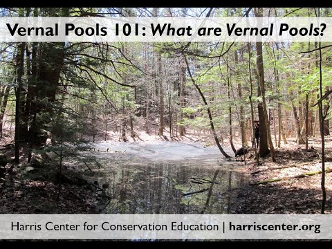 Vernal Pools 101 What Are Vernal Pools Youtube