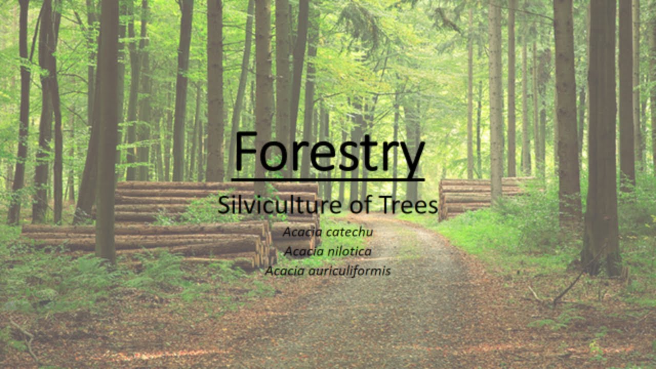 Silviculture Of Trees Indian Forestry Lecture 1 Youtube