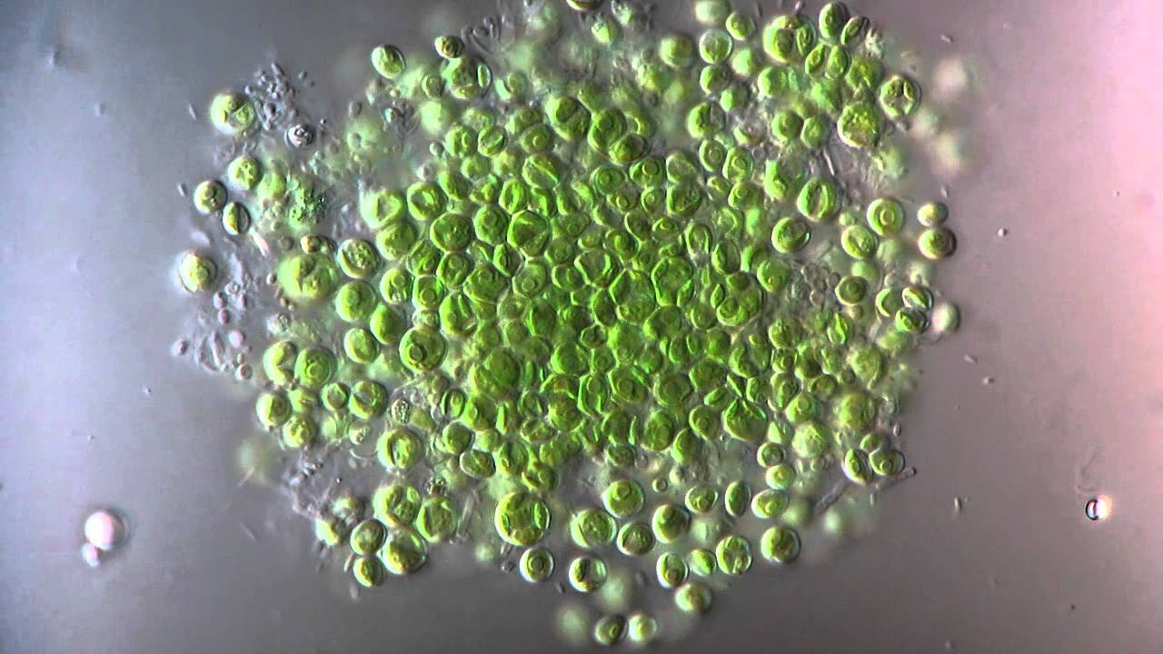 Chlorella Algae Under Microscope
