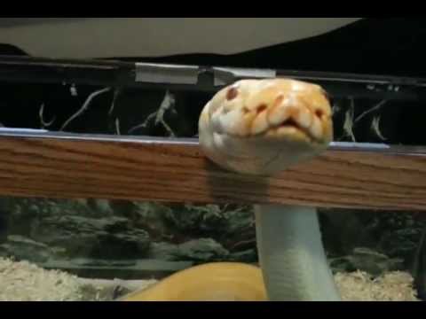 Affectionate Burmese Python Youtube