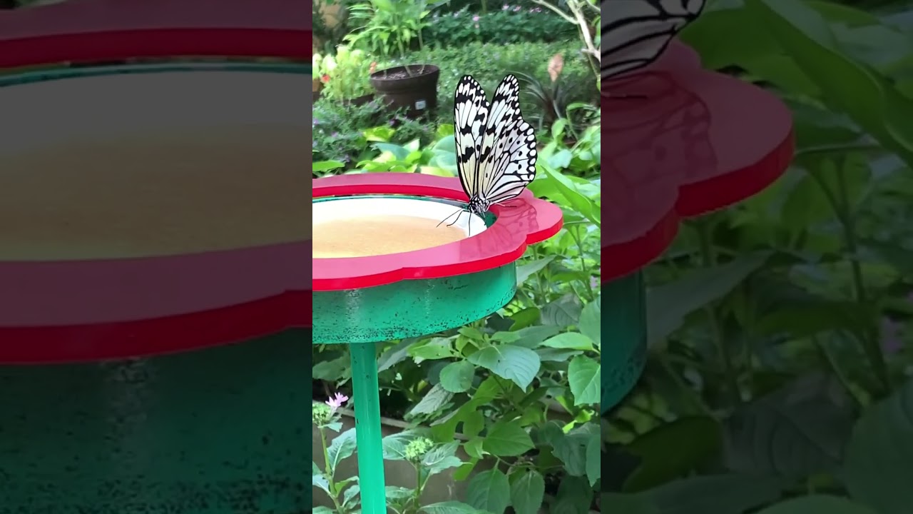 Butterfly Youtube