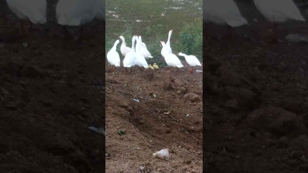 New Breeding Youtube