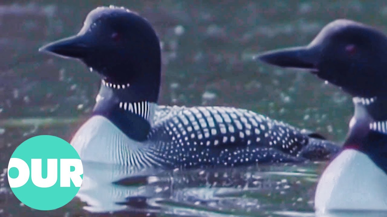 A Year In The Life Of A Canadian Loon Our World Youtube