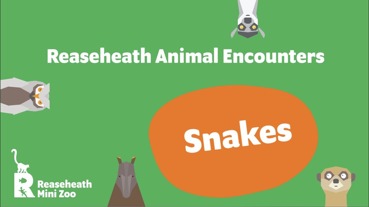 Reaseheath Mini Zoo Animal Encounters Snakes Youtube