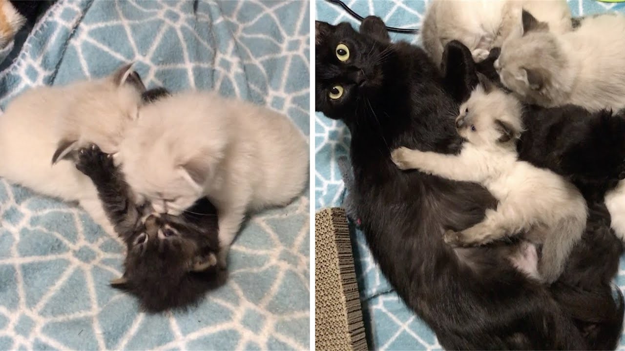 Cat Mom Gives Birth 6 Super Cute Kittens Growing Up Sassy And Feisty