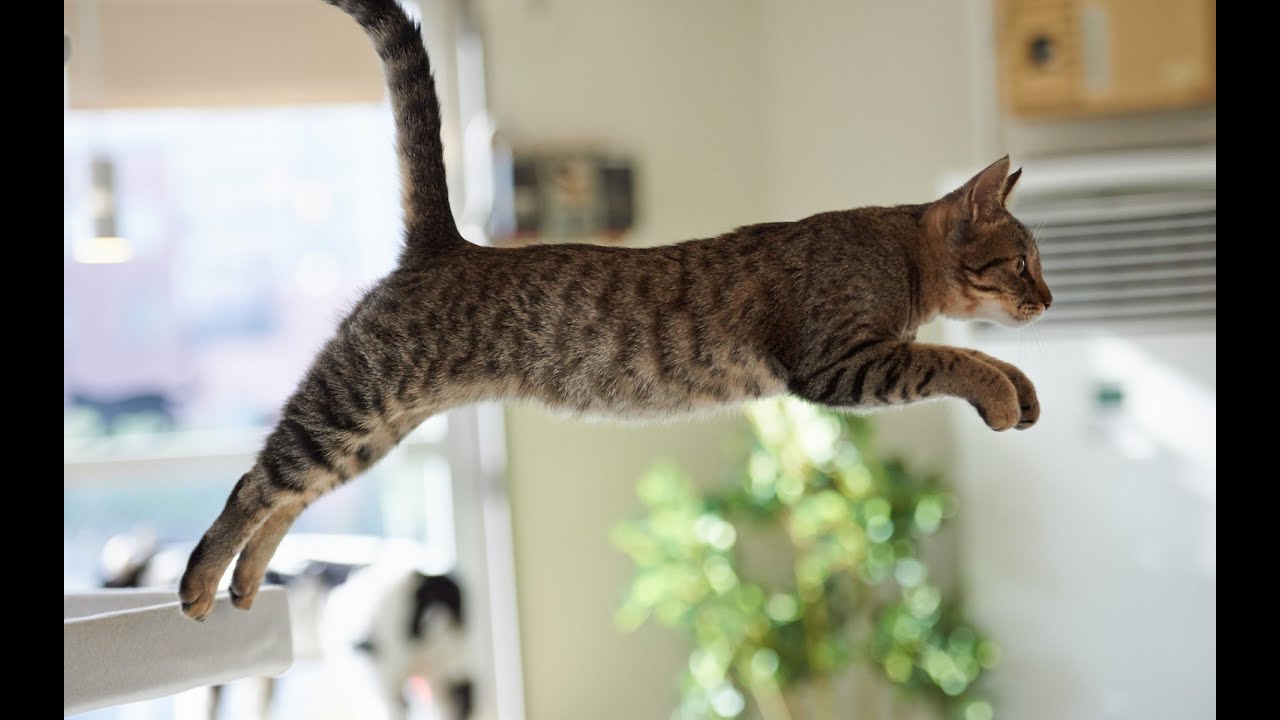 Funny Cats Jump Fail Part 1 Youtube
