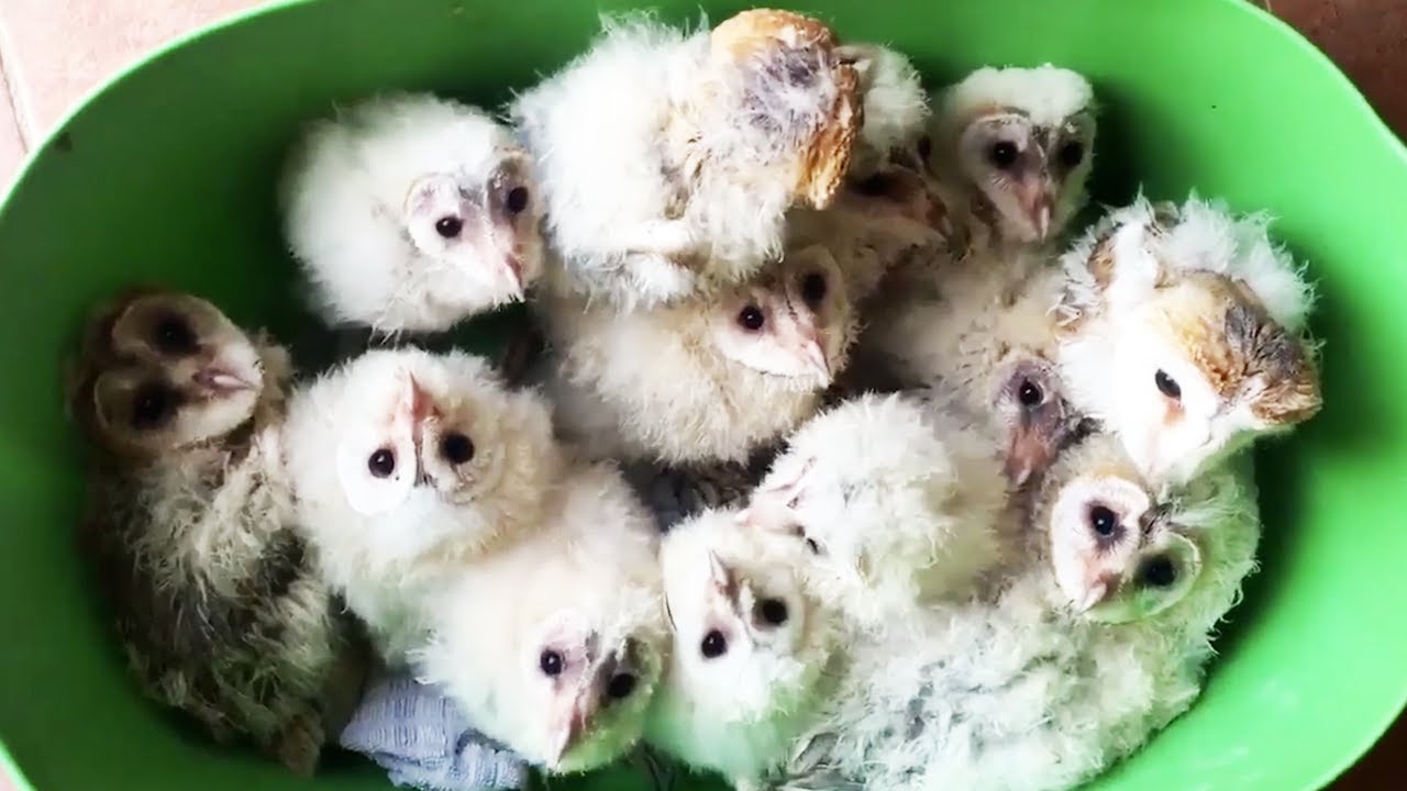 Funny Pet Tumblr Post Housepetscare