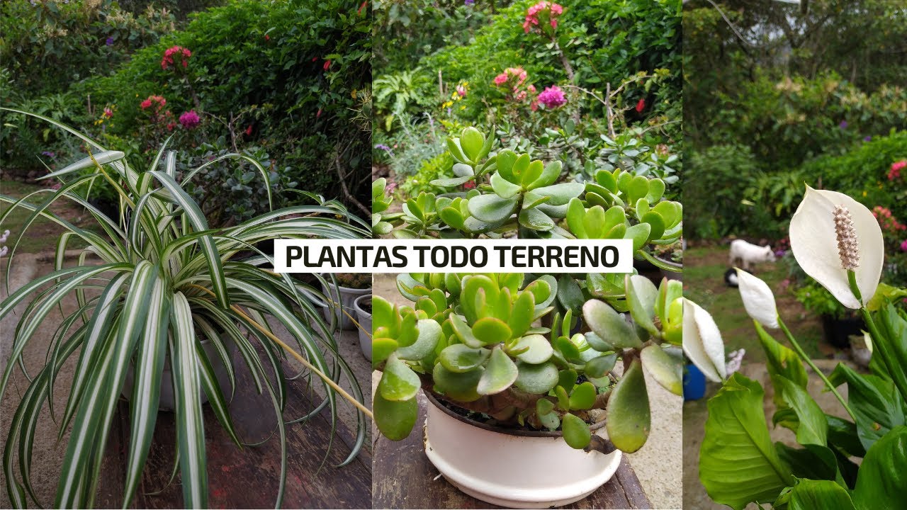 5 Plantas De Bajo Mantenimiento Perfectas Para Principiantes O Si No