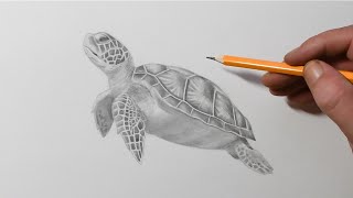 How To Draw A Turtle Leprechaun Videos For Kids