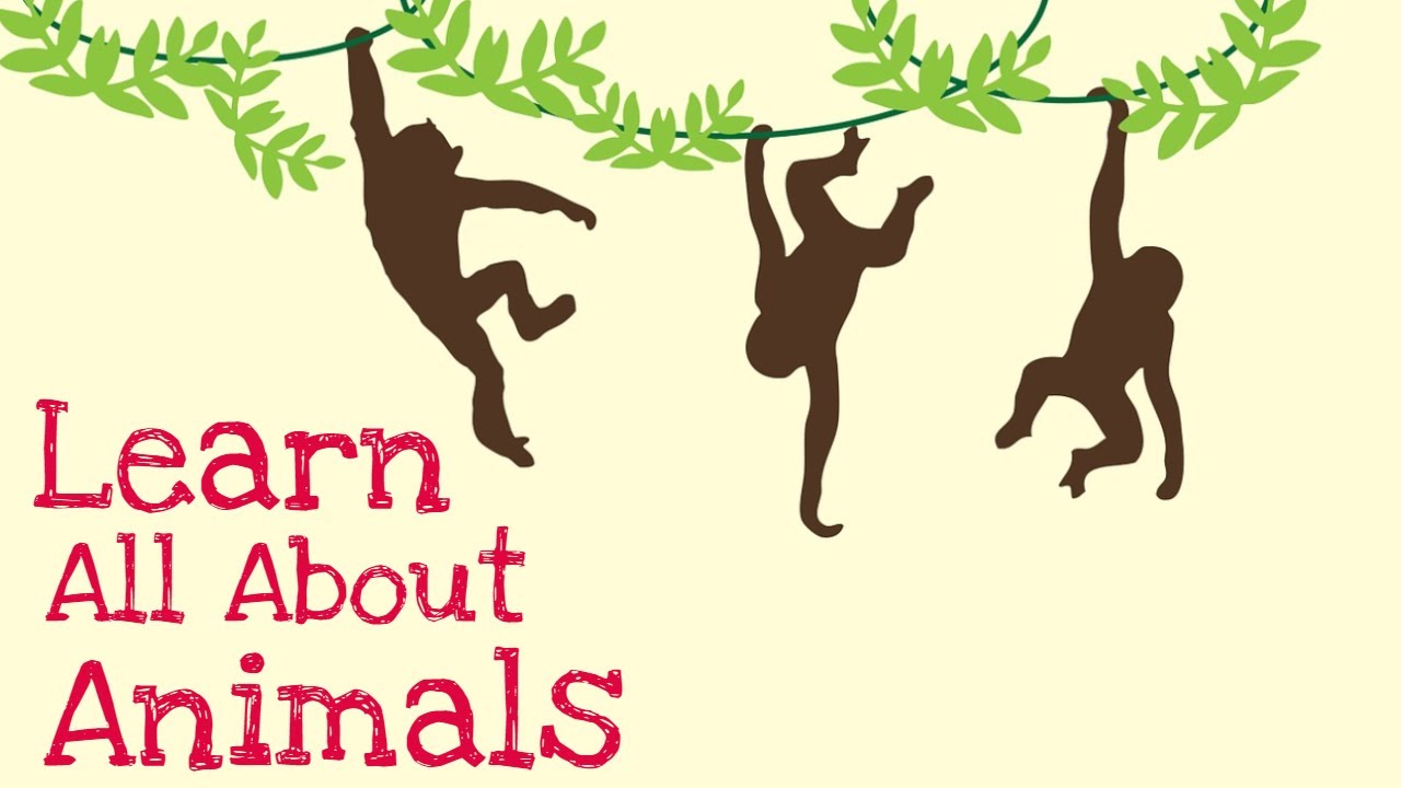 Animal Learning Videos For Kids Youtube
