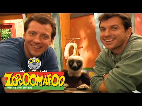 Zoboomafoo Jackie