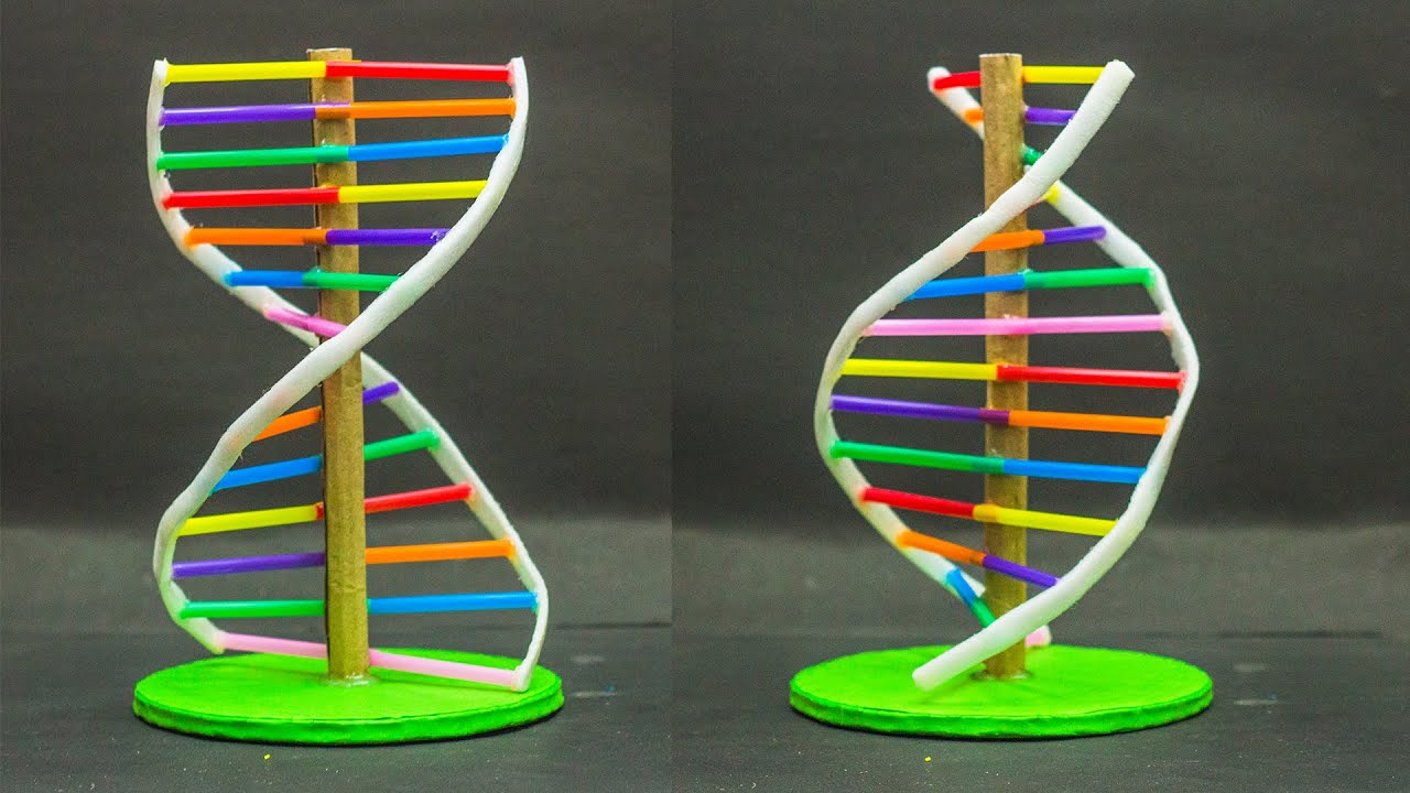 Simple Dna Double Helix Model Project