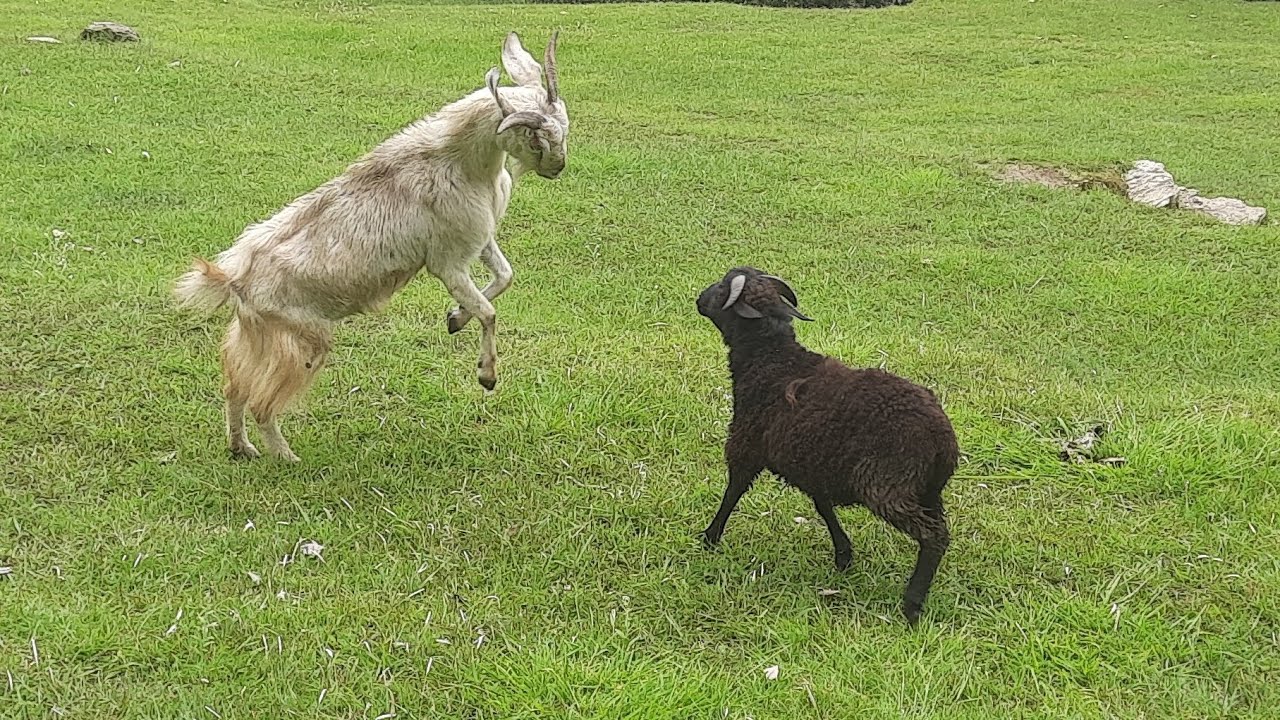 Goat Vs Sheep Real Fighting Youtube