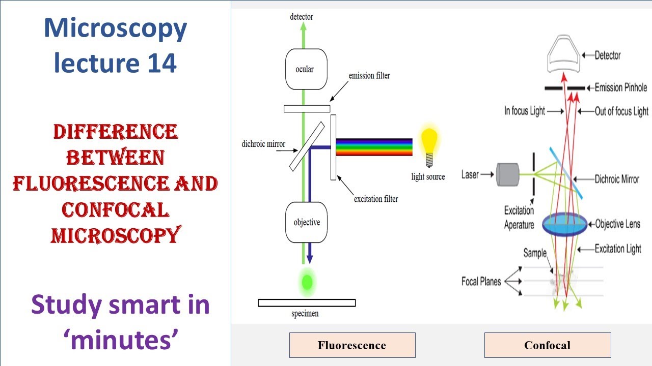 Fluorescence And Confocal Microscopy Differences Microscopy Lecture