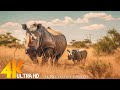 4k African Animals Chobe National Park Scenic Wildlife Film With ...
