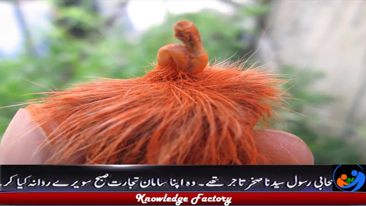 What Is Gidar Singhi Interesting Facts Of Gidar Sighi Urdu