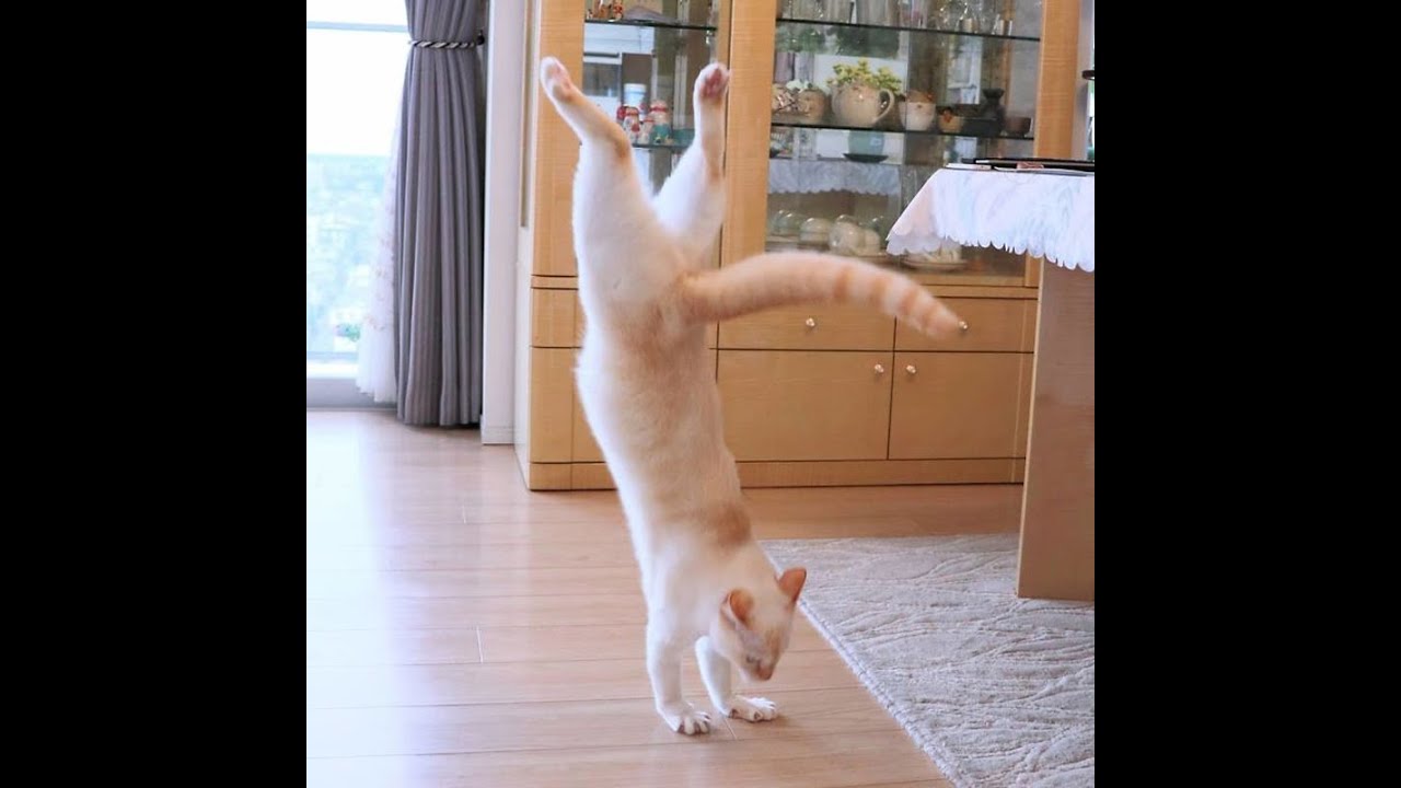Sad Cat Dance Youtube