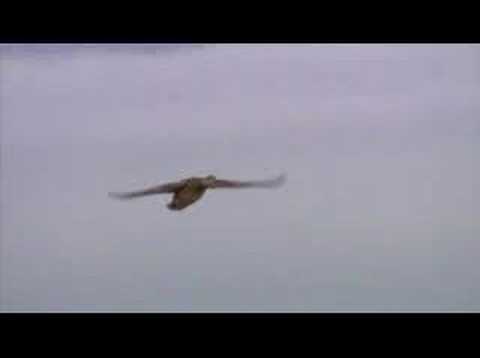 Finishing Ducks Youtube